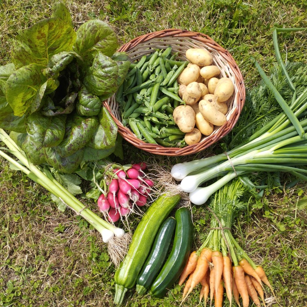 Liste des premiers légumes de printemps - Le Potager de Nohant